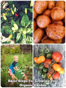 Basic Steps For Growing Your Organic Garden — Vegetable Gardening News