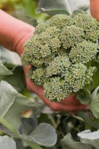 Staggered Planting Vegetable Gardening — Vegetable Gardening News